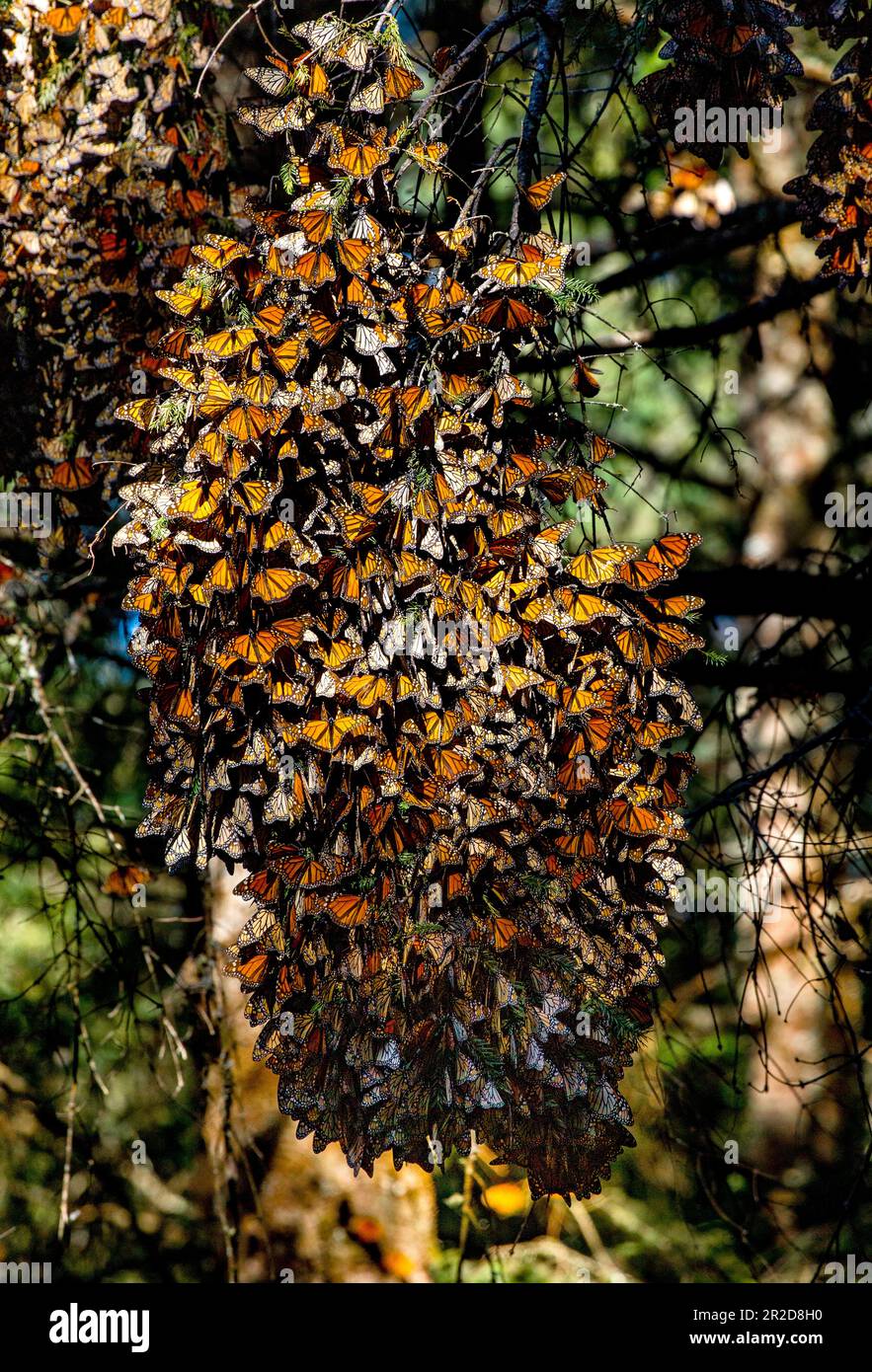 Big colony of Monarch butterflies (Danaus plexippus) close-up in the ...