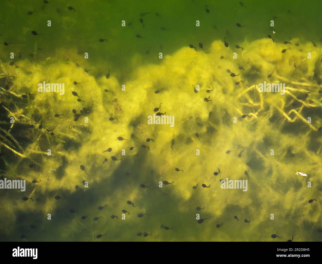 Green tree frog tadpole hi-res stock photography and images - Alamy