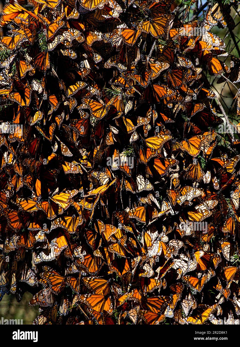 Monarch butterflies (Danaus plexippus) are sitting on the ground near a ...