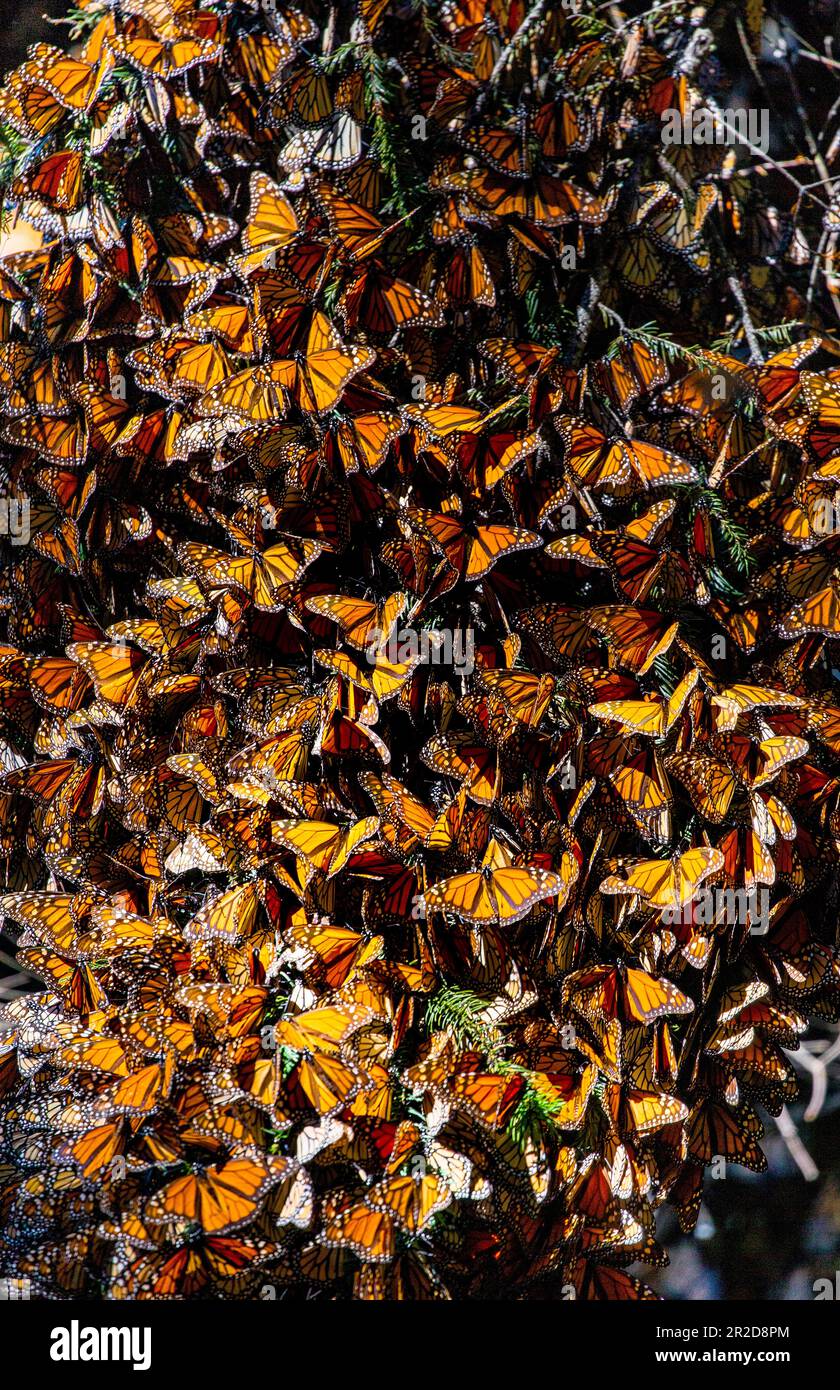 Monarch butterflies (Danaus plexippus) are sitting on the ground near a ...