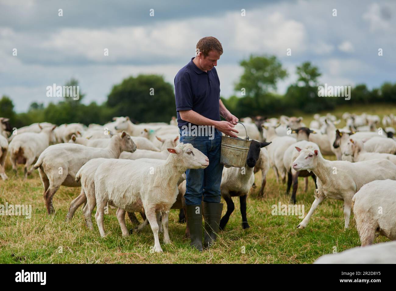 Farm, sheep and bucket with man in field for agriculture ...