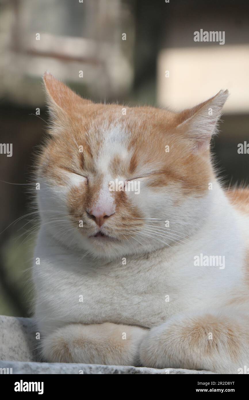 Closeup of a cat who squints under the bright sunlight Stock Photo - Alamy