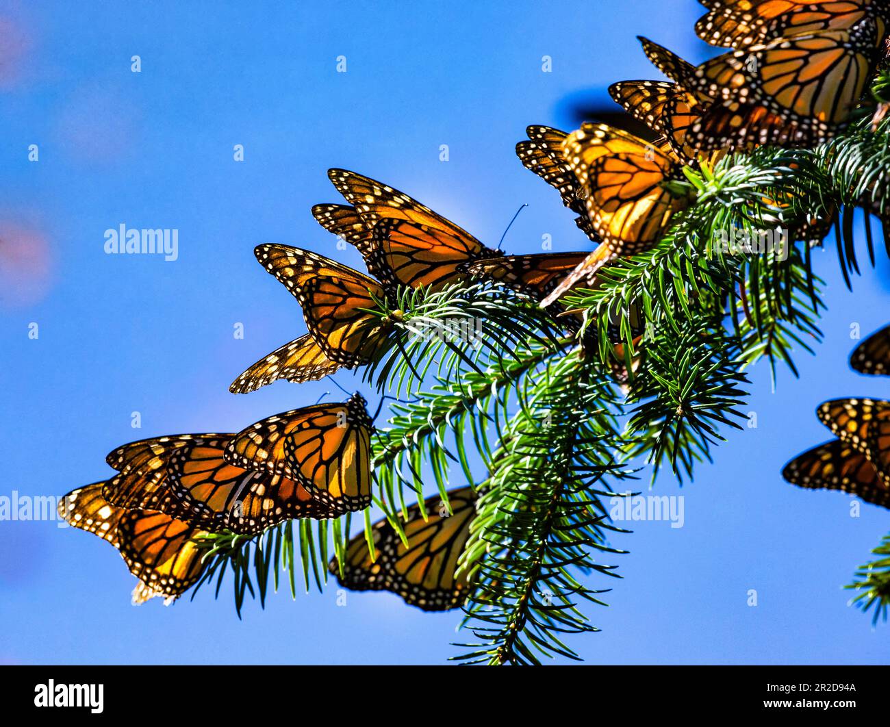 Colony of Monarch butterflies (Danaus plexippus) is sitting on pine ...
