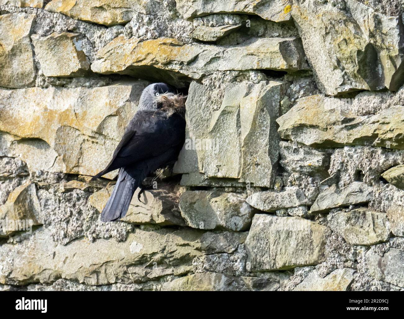 A Jackdaw, Corvus monedula, carrying nesting material into a barn in ...