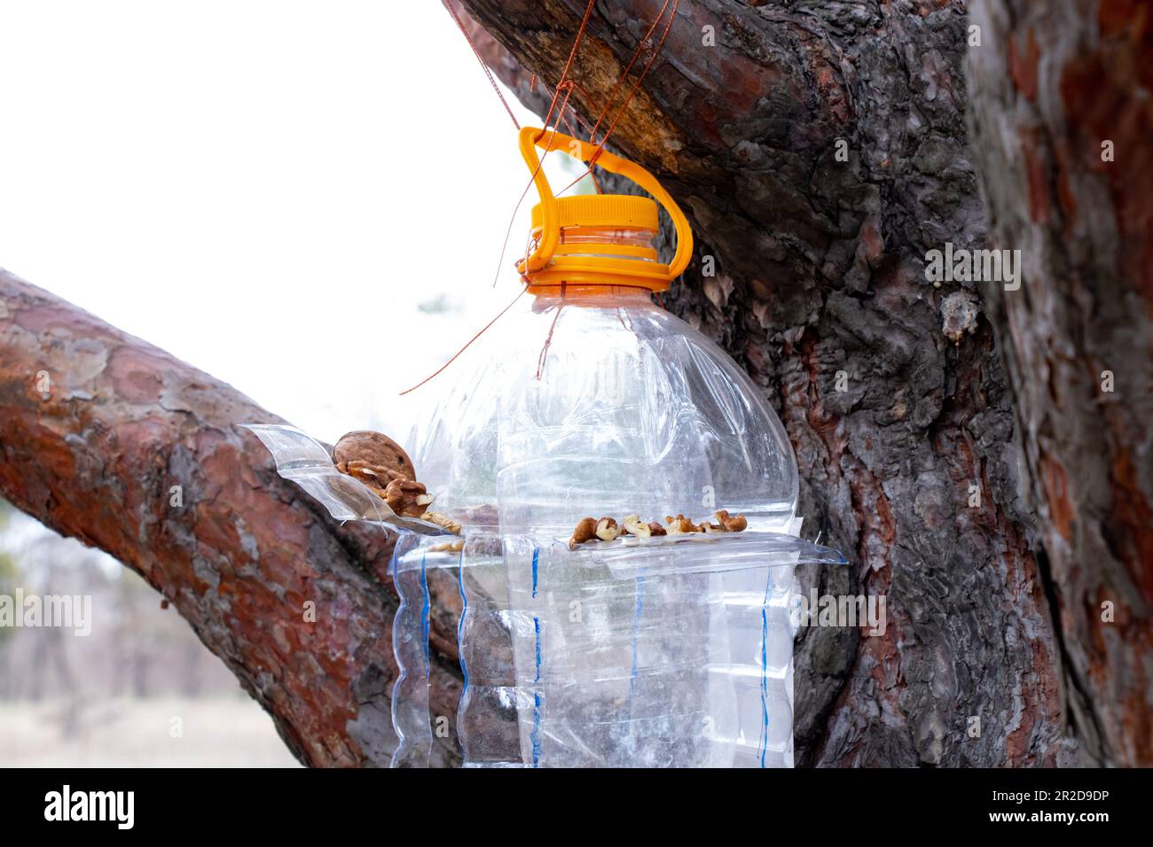 Homemade manger hanging on a Christmas tree with grain and nuts in the ...