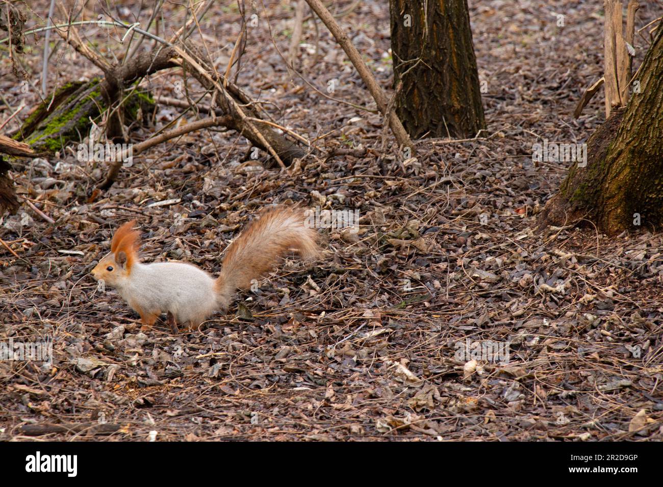 Fauna of ukraine hi-res stock photography and images - Alamy