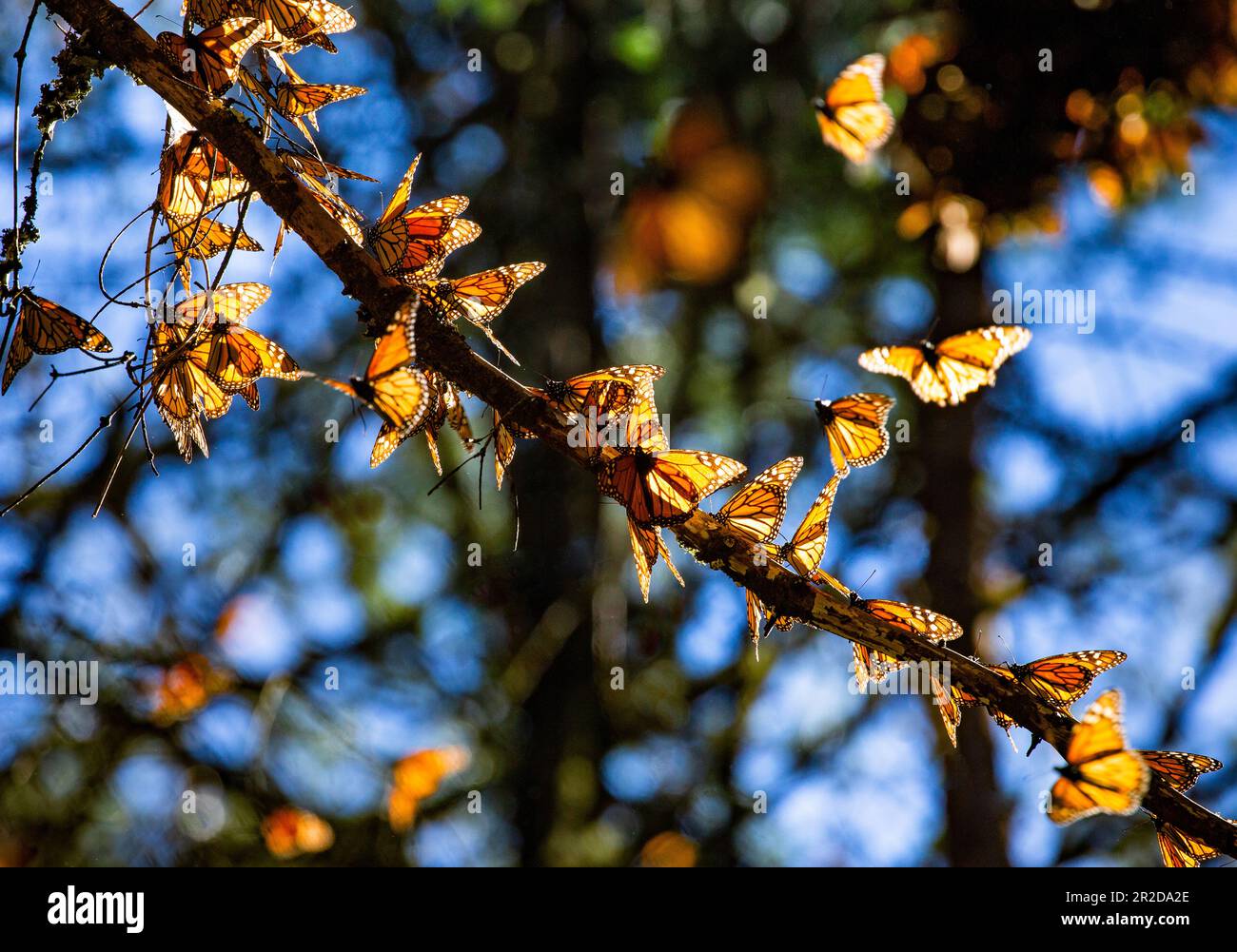 Monarch butterflies (Danaus plexippus) are sitting on branches in the ...