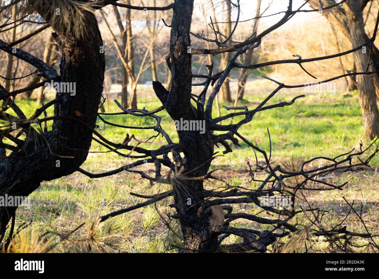 Growth in burned forest hi-res stock photography and images - Alamy