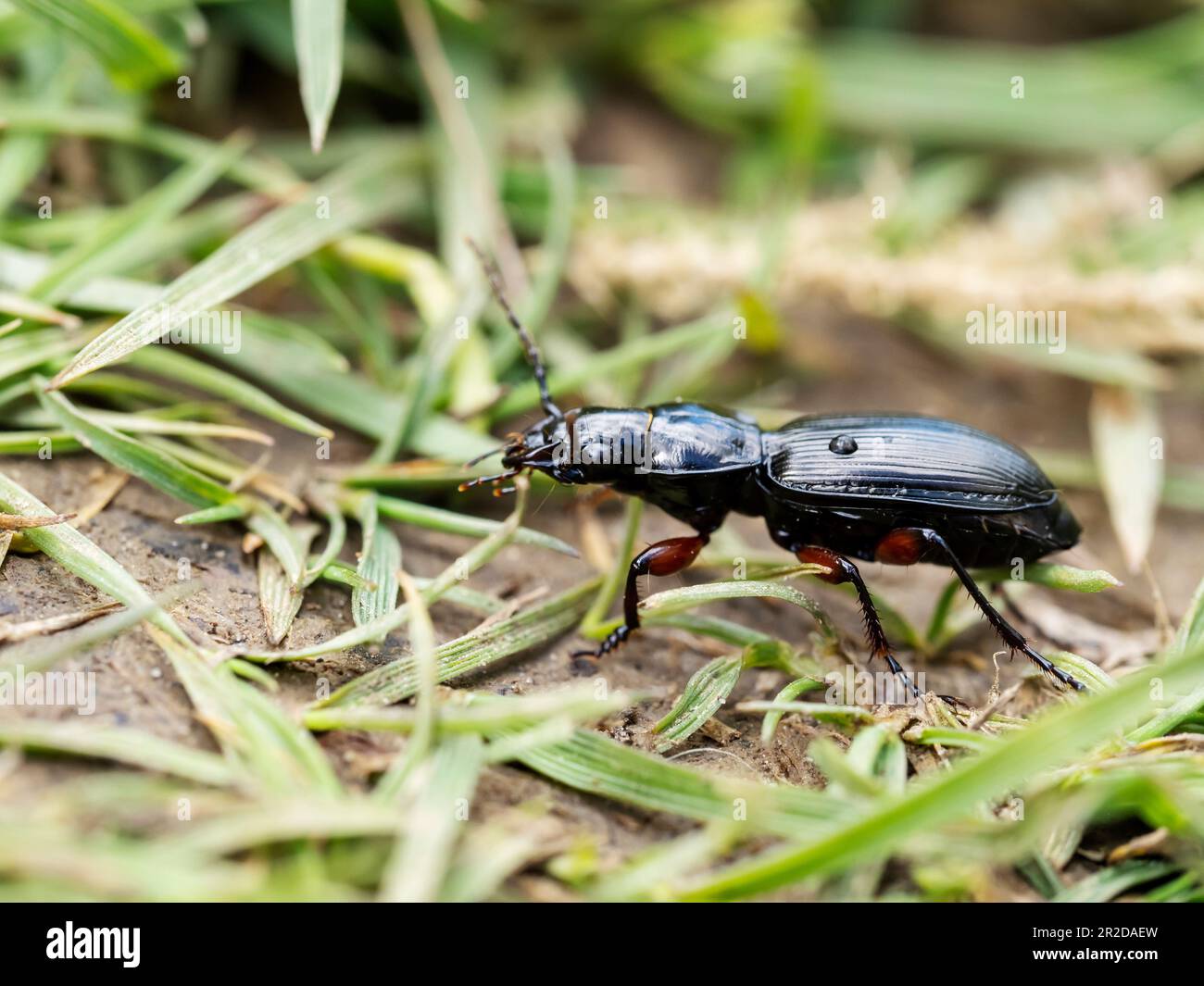 Rain beetle hi-res stock photography and images - Alamy