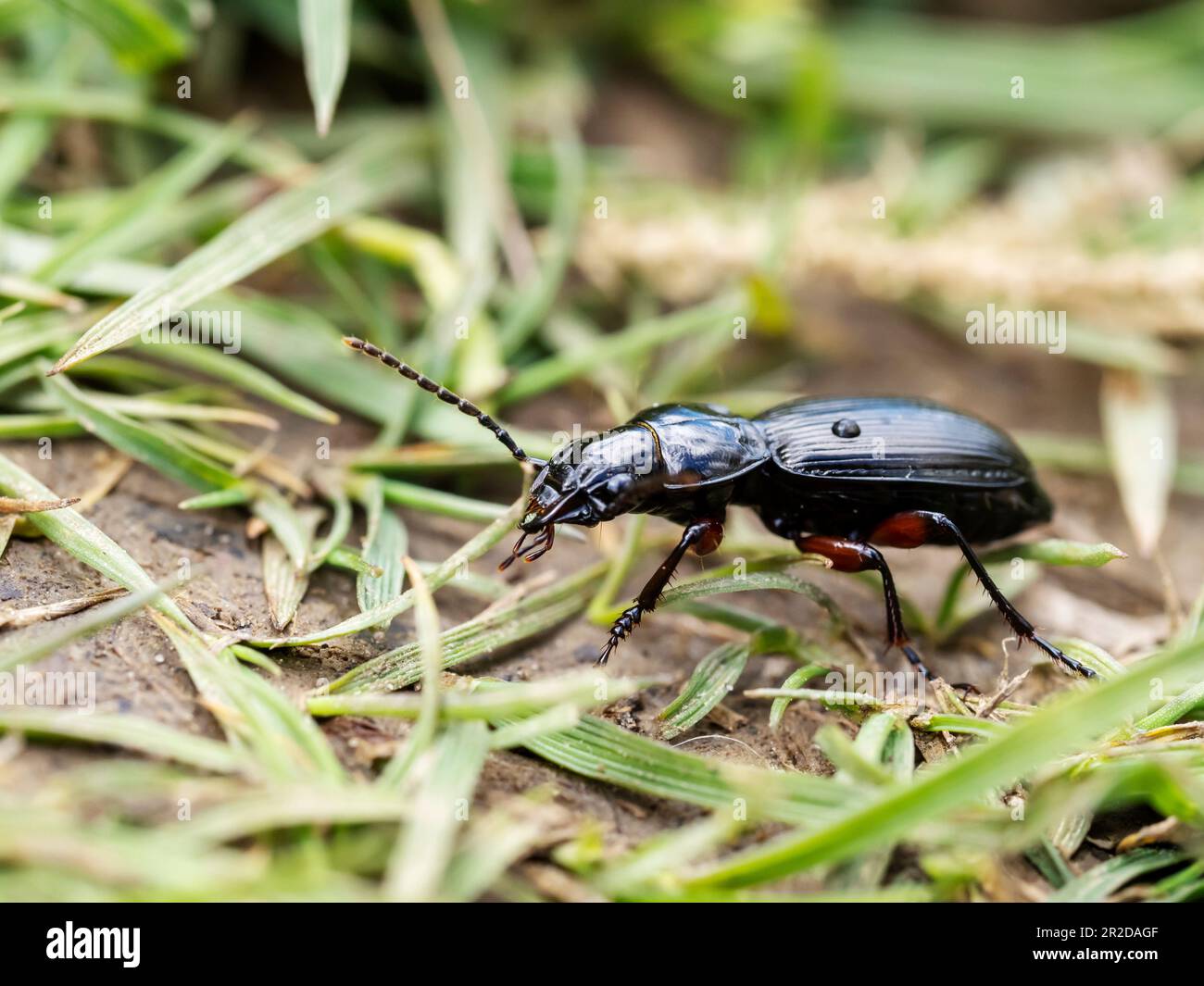 A Rain Beetle; Pterostichus melanarius; near Austwick, Yorkshire Dales ...