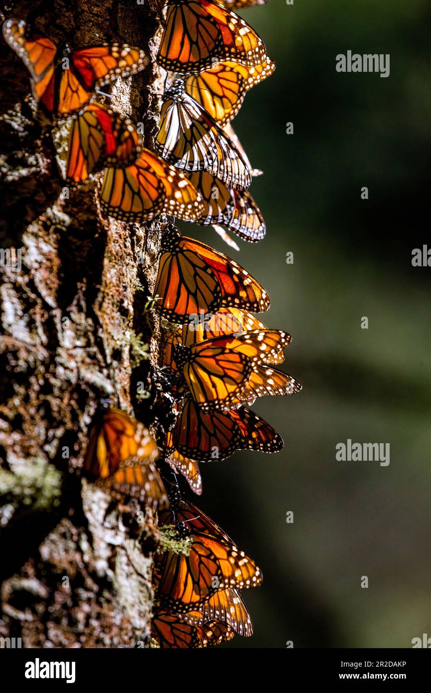 Colony of Monarch butterflies (Danaus plexippus) on a pine trunk in a ...