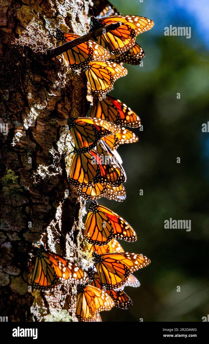 Colony of Monarch butterflies (Danaus plexippus) on a pine trunk in a ...