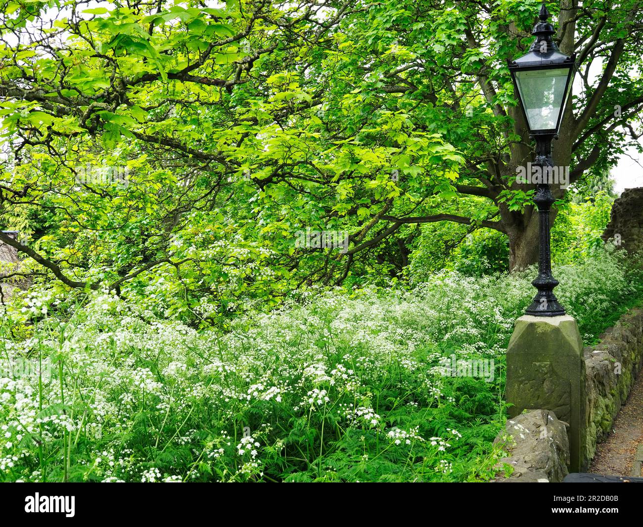 Cow parsley anthriscus sylvestris in bloom in spring in the castle ...