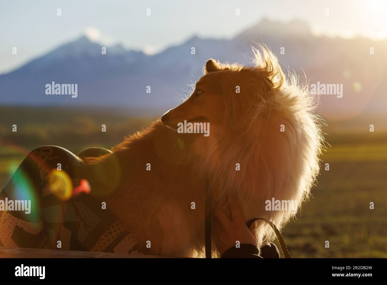 Fluffy shetland sheepdog portrait on the sunset mountains background ...