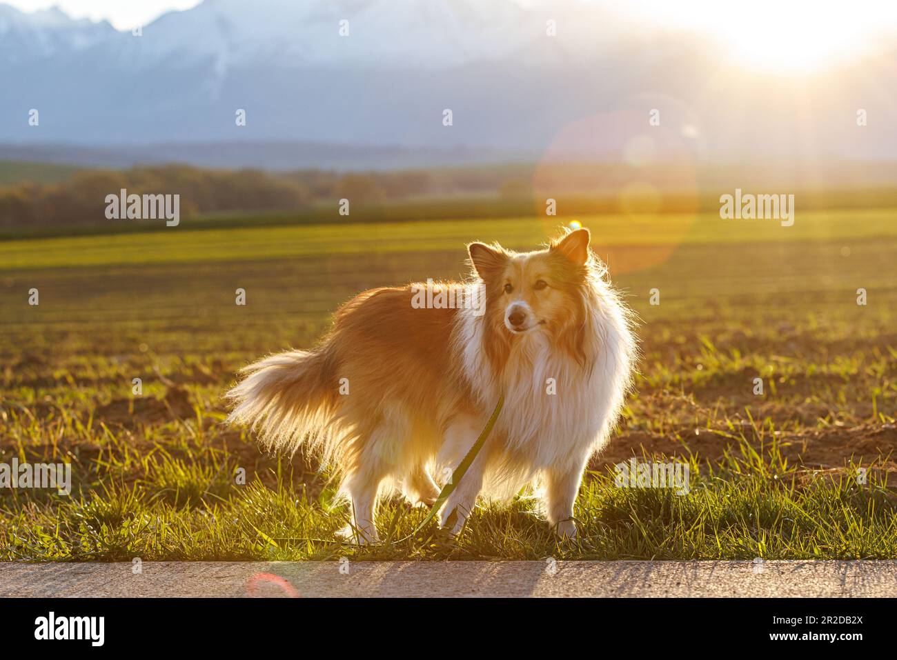 Fluffy shetland sheepdog on the snowy mountains background Stock Photo ...