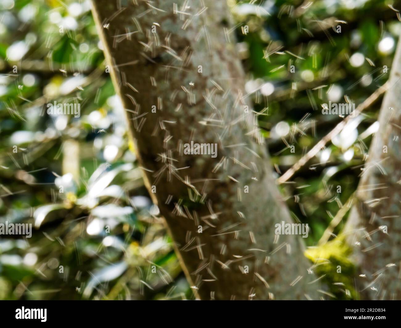 Insects flying in Ambleside, Lake District, UK taken on a slow shutter ...