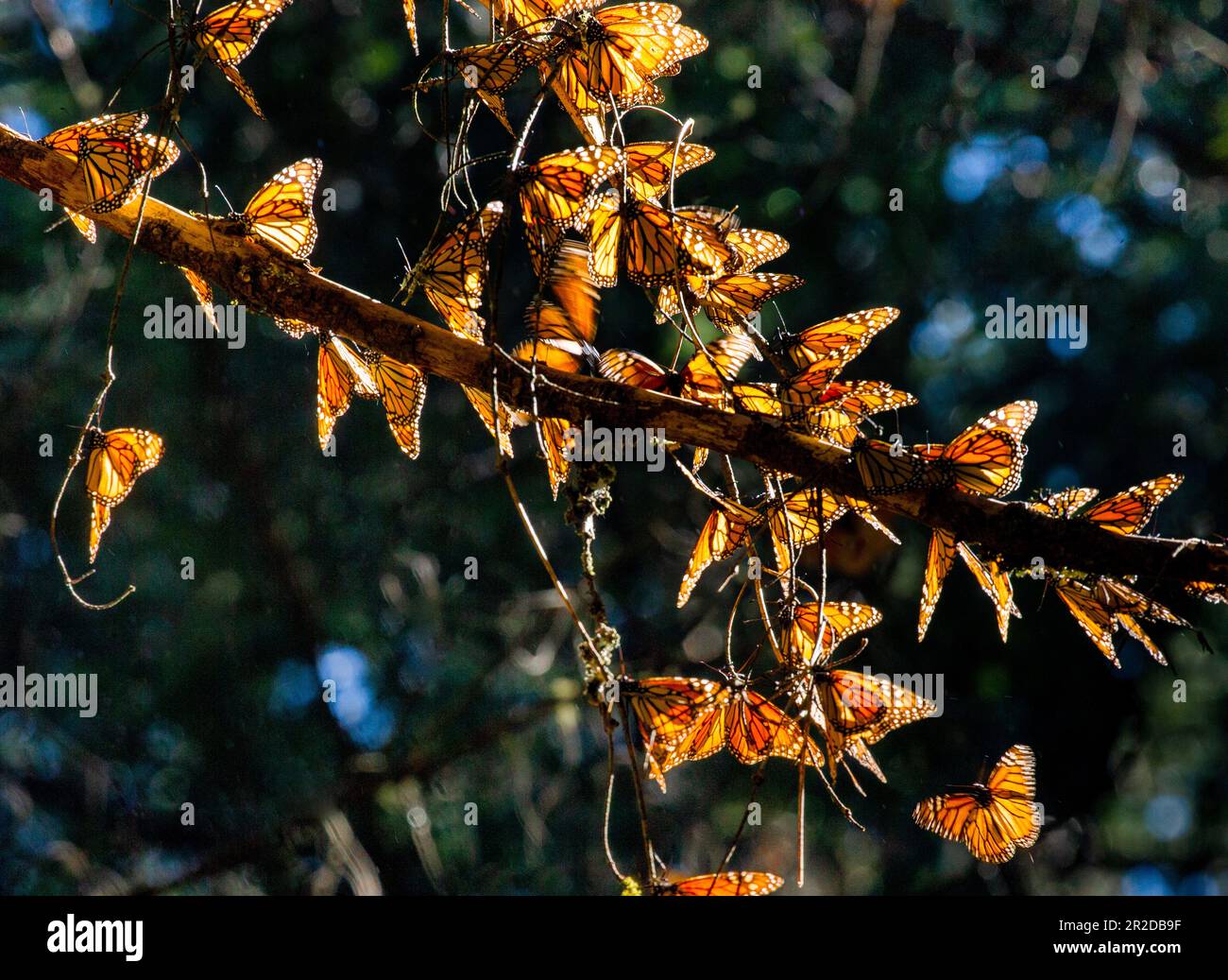 Monarch butterflies (Danaus plexippus) are sitting on branches in the ...