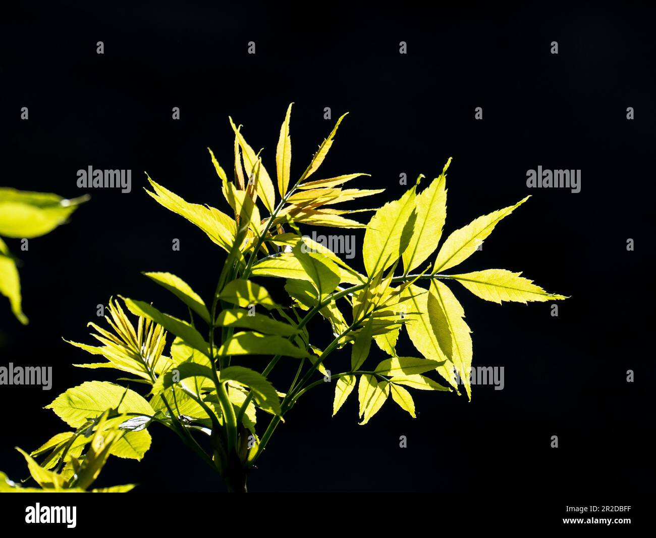 A backlit Ash Tree in Ambleside, Lake District, UK Stock Photo - Alamy