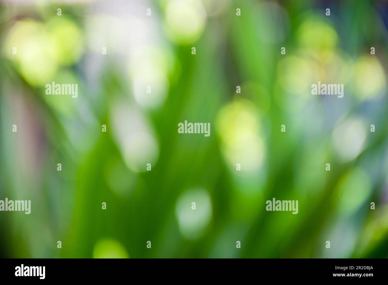 The concept for design blurred and defocused effect season. Abstract ...