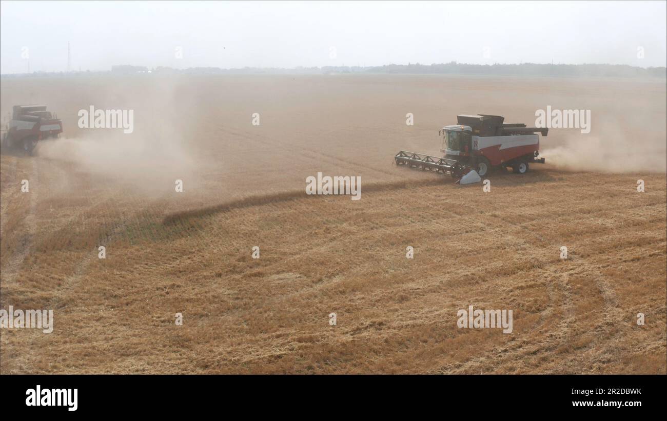 Red harvester machine drive on rural field - grain harvesting on a ...