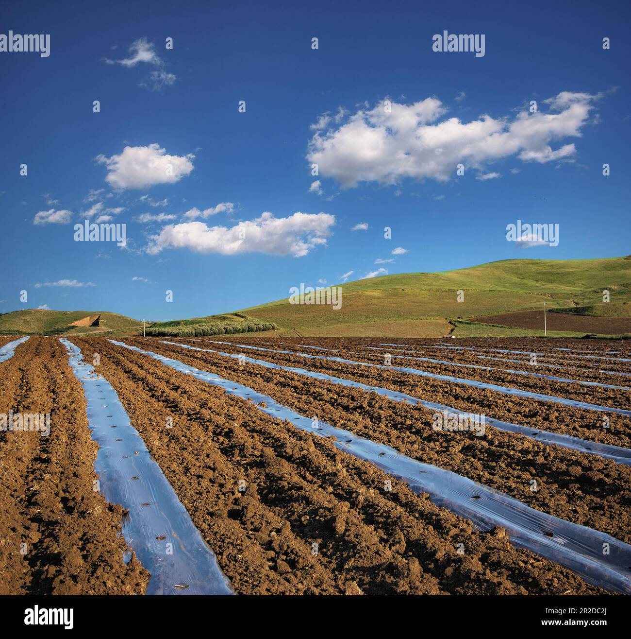 field with mulch film below white clouds agricultural landscape of ...