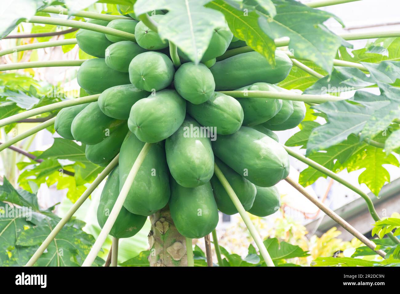 Tropic greens hi-res stock photography and images - Alamy