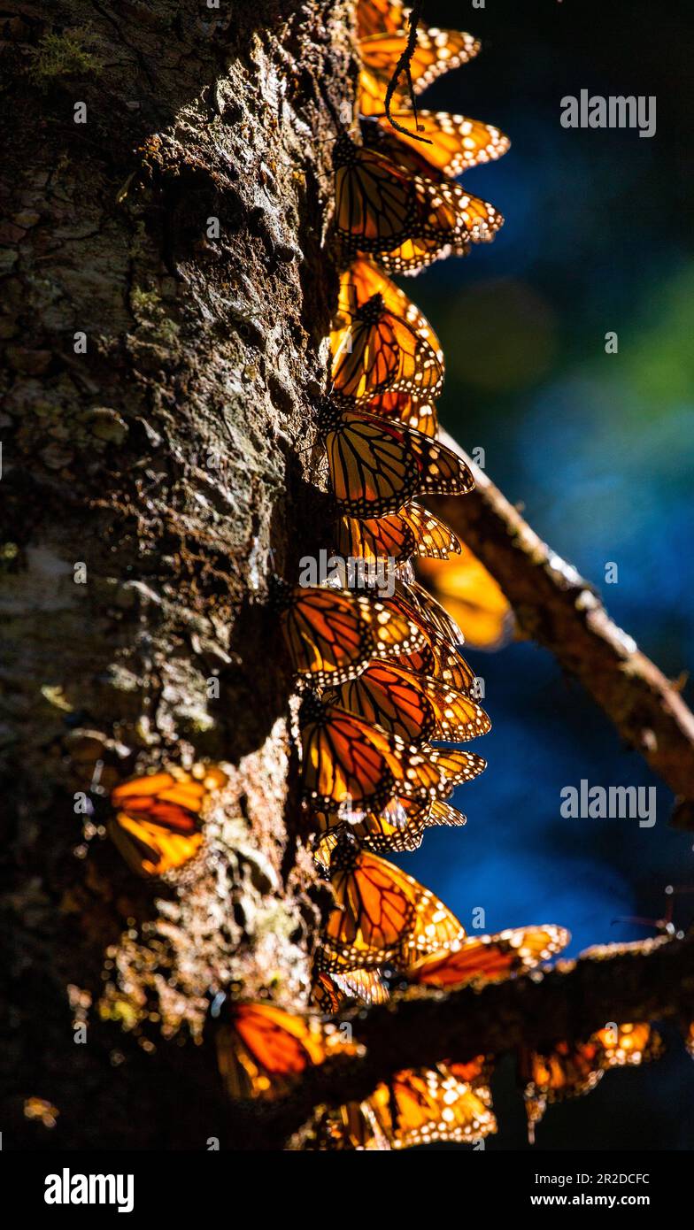 Colony of Monarch butterflies (Danaus plexippus) on a pine trunk in a ...
