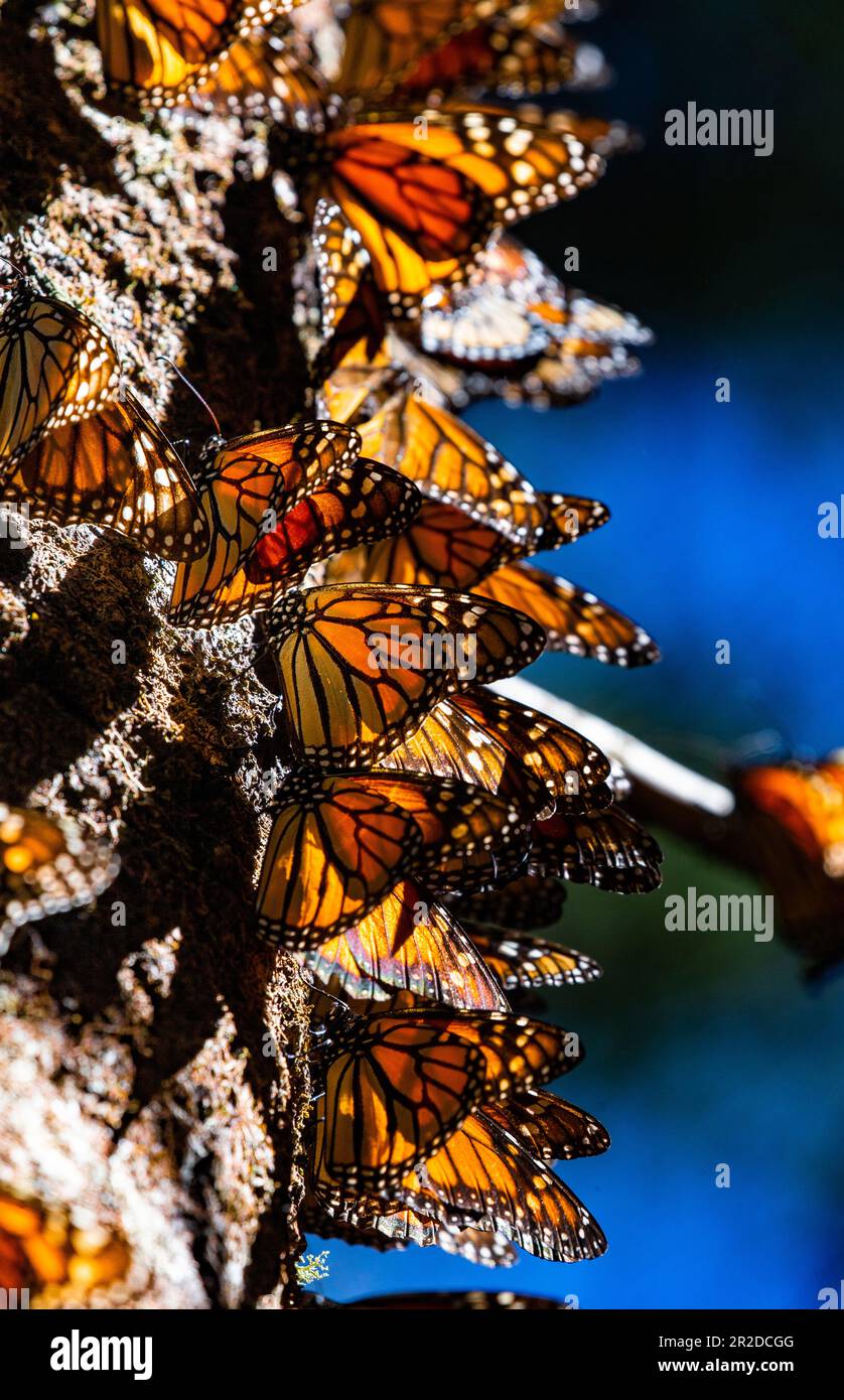 Colony of Monarch butterflies (Danaus plexippus) on a pine trunk in a ...