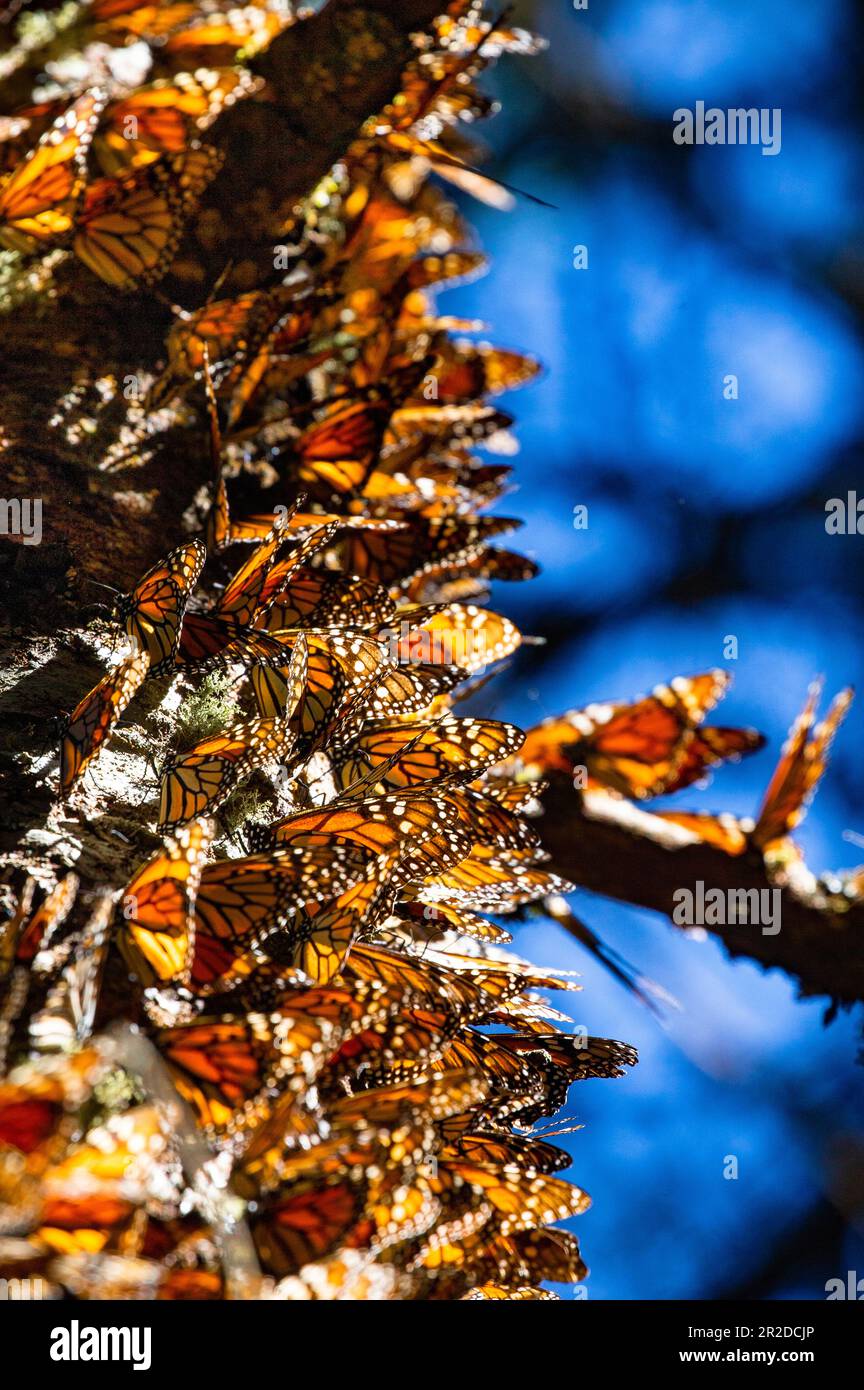 Colony of Monarch butterflies (Danaus plexippus) on a pine trunk in a ...