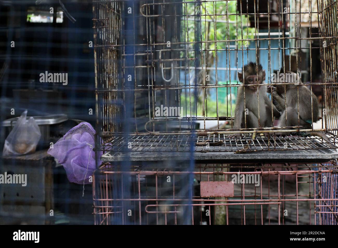 May 19, 2023, Yogyakarta, Yogyakarta, Indonesia: Baby long-tailed ...