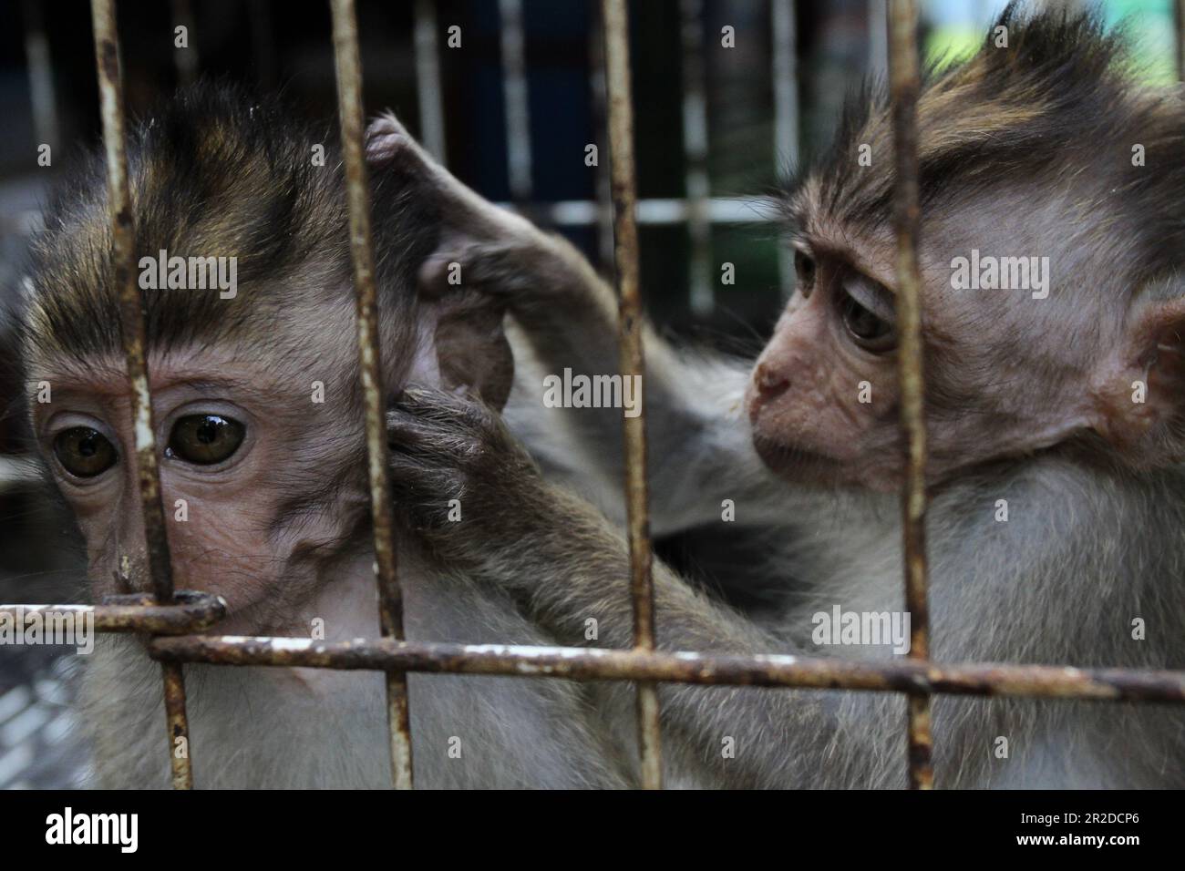 May 19, 2023, Yogyakarta, Yogyakarta, Indonesia: Baby long-tailed ...