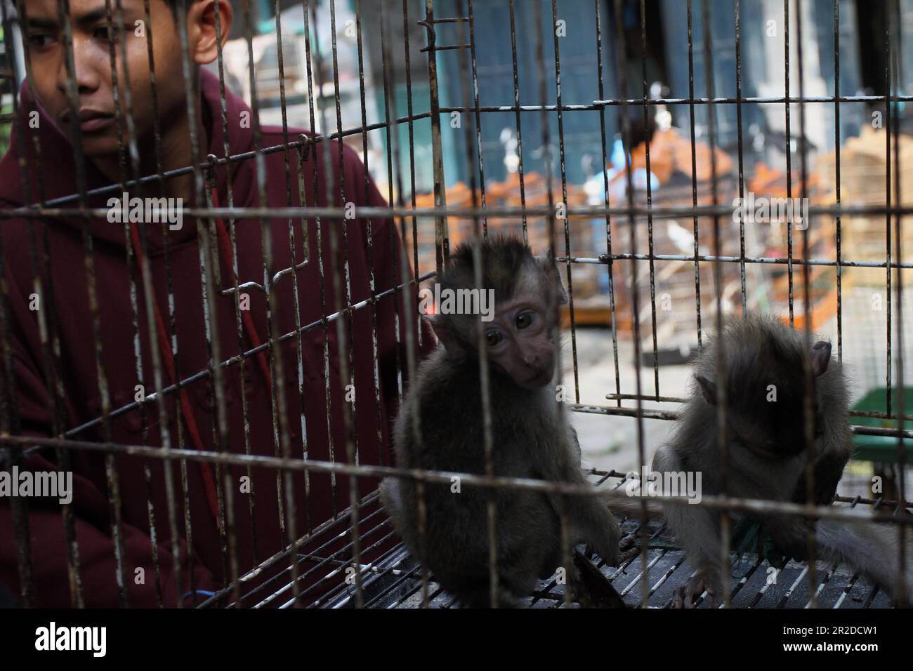 May 19, 2023, Yogyakarta, Yogyakarta, Indonesia: Baby long-tailed ...