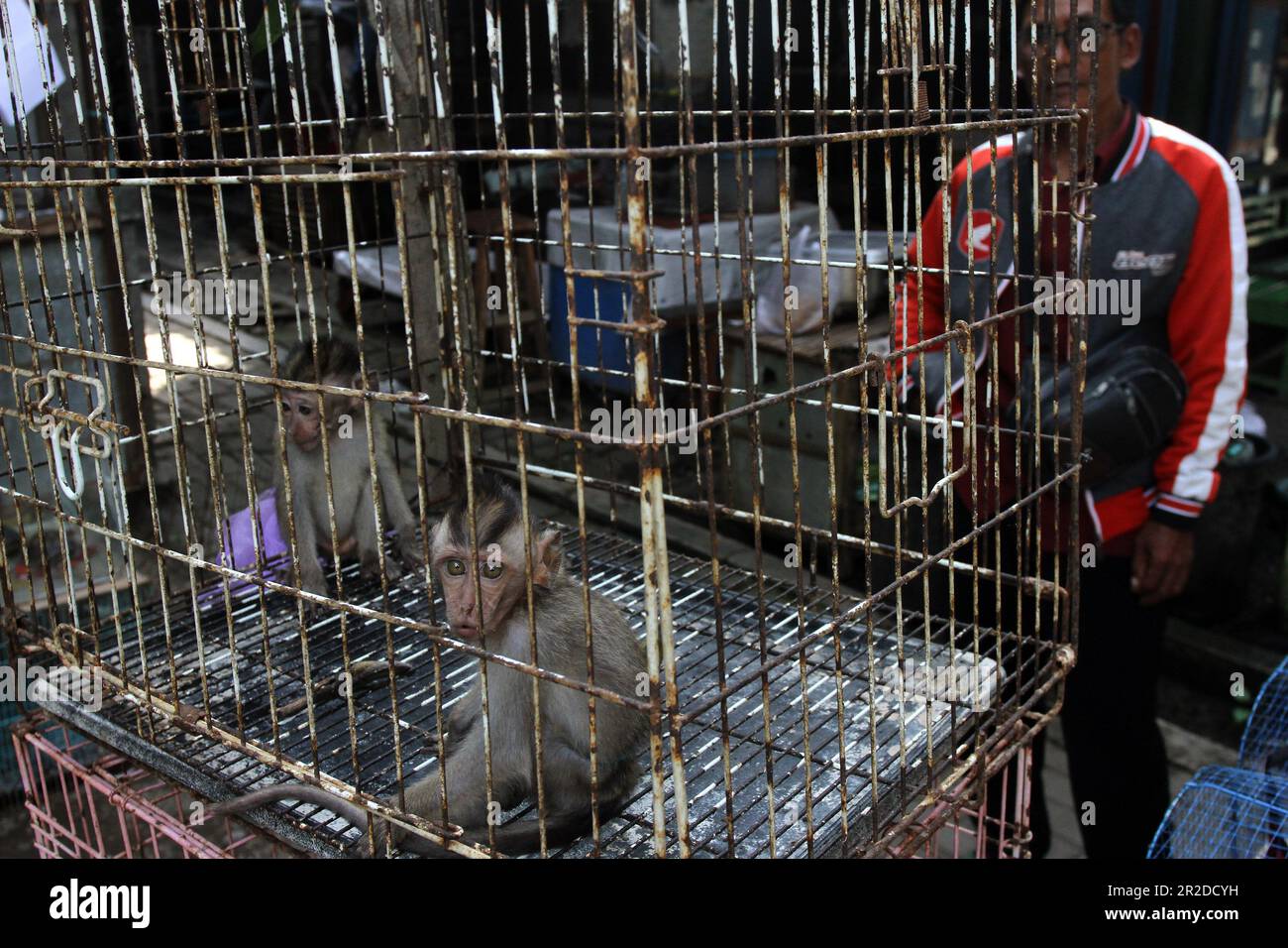 May 19, 2023, Yogyakarta, Yogyakarta, Indonesia: Baby long-tailed ...