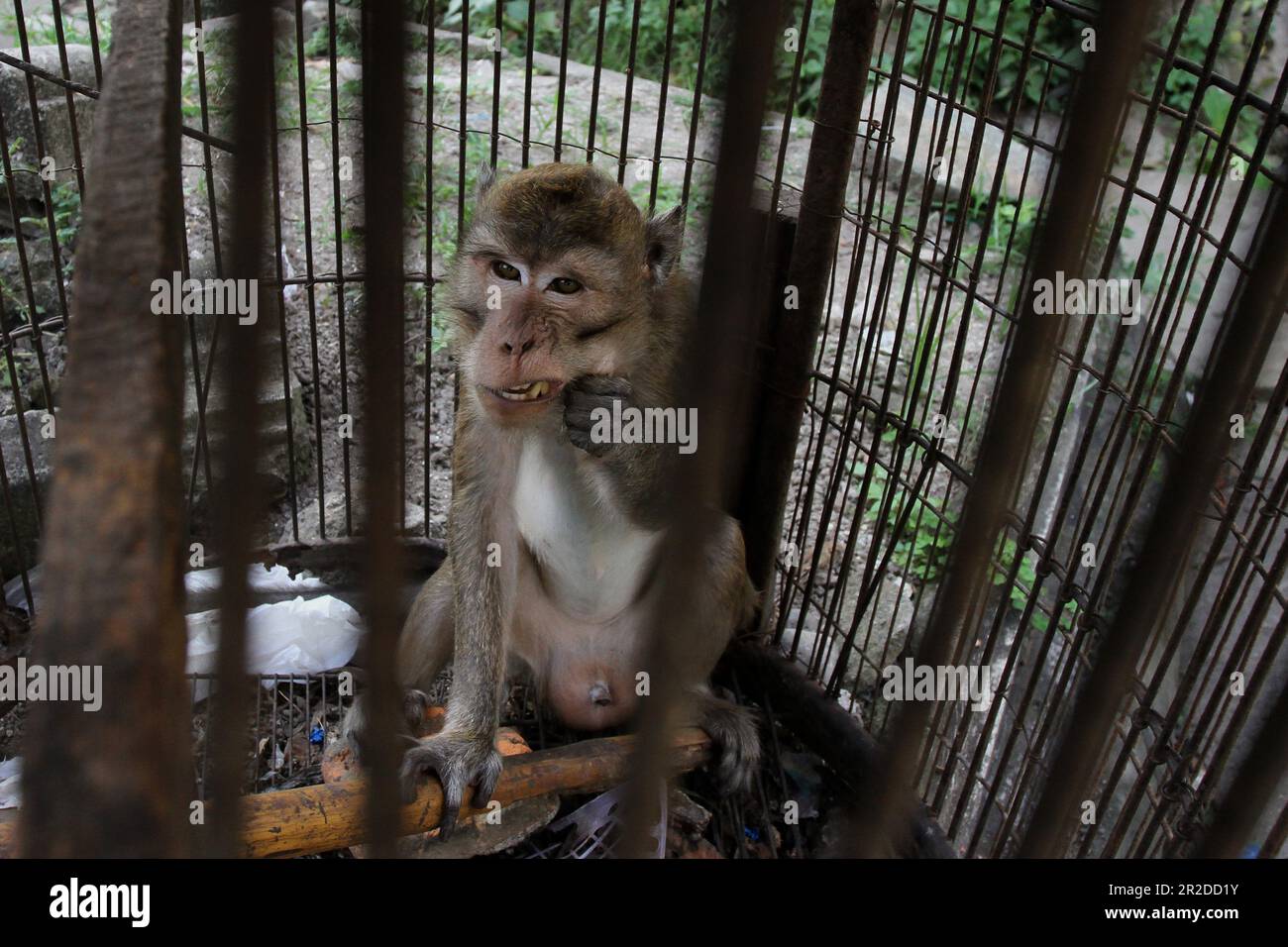 May 19, 2023, Yogyakarta, Yogyakarta, Indonesia: A long-tailed macaque ...