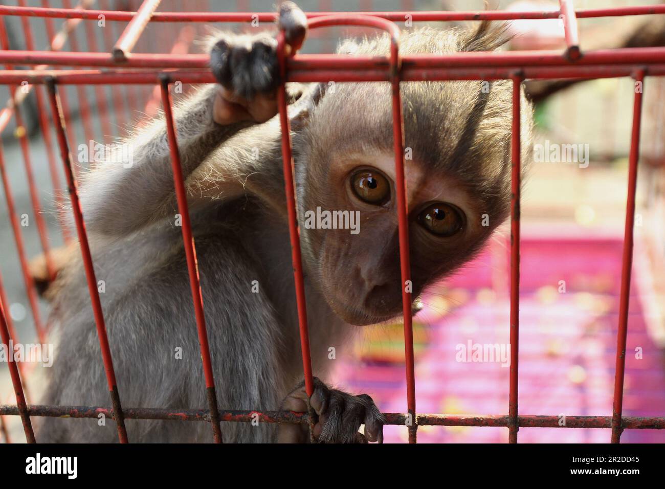 May 19, 2023, Yogyakarta, Yogyakarta, Indonesia: Baby long-tailed ...