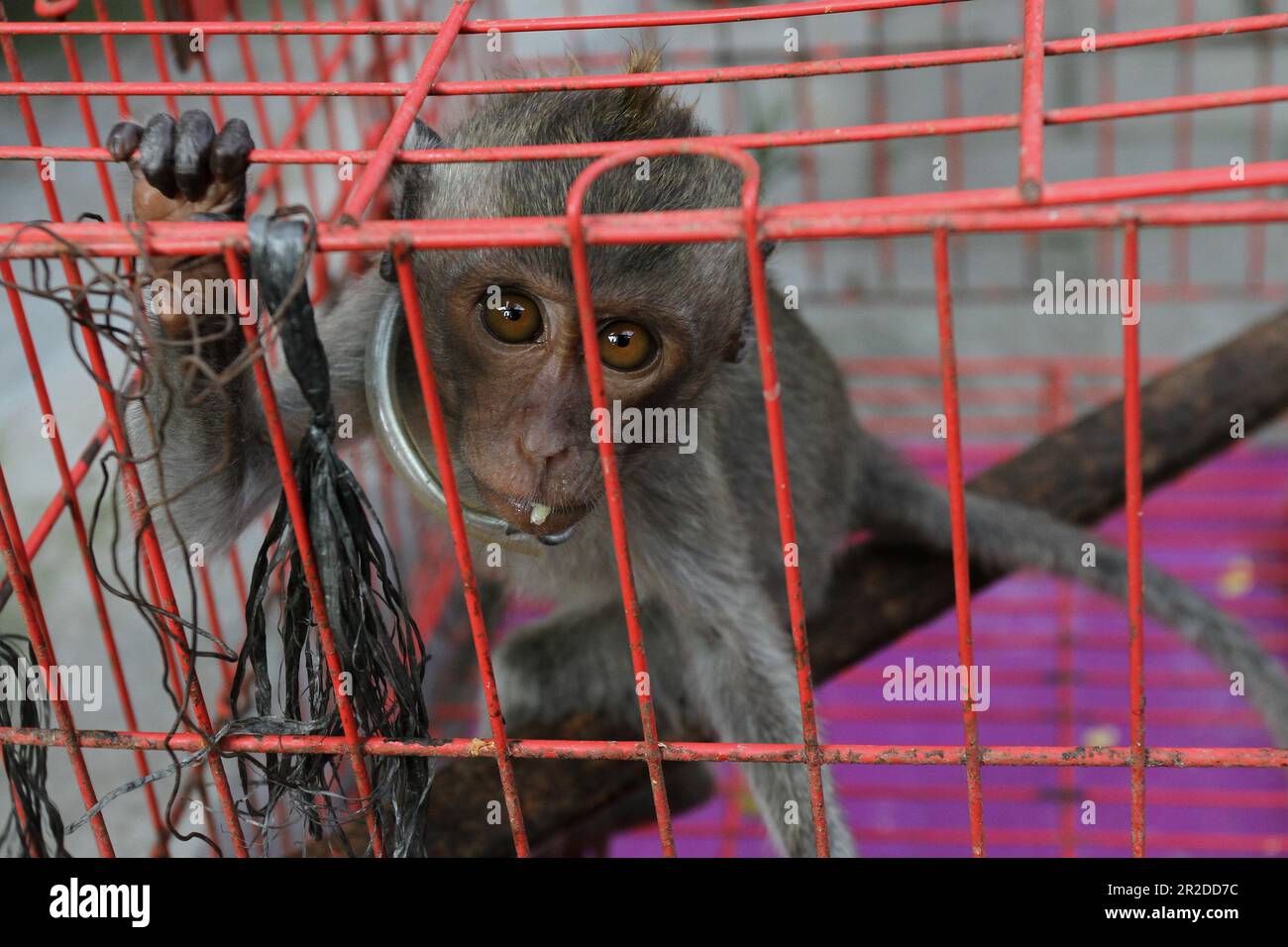 May 19, 2023, Yogyakarta, Yogyakarta, Indonesia: Baby long-tailed ...