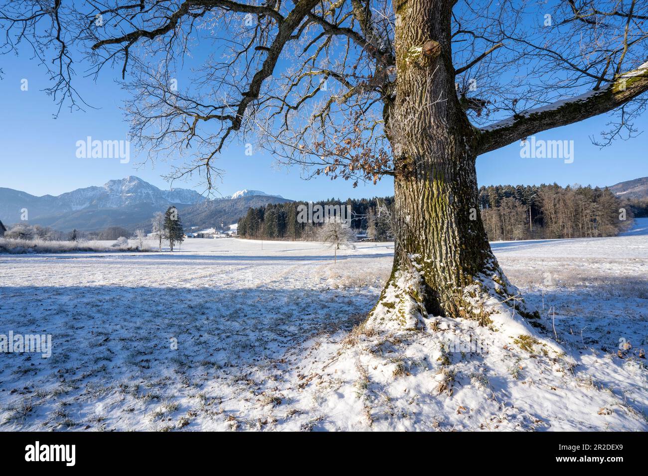Landschaftschutzgebiet Steinhögl mit Anger im Winter mit verschneiten ...