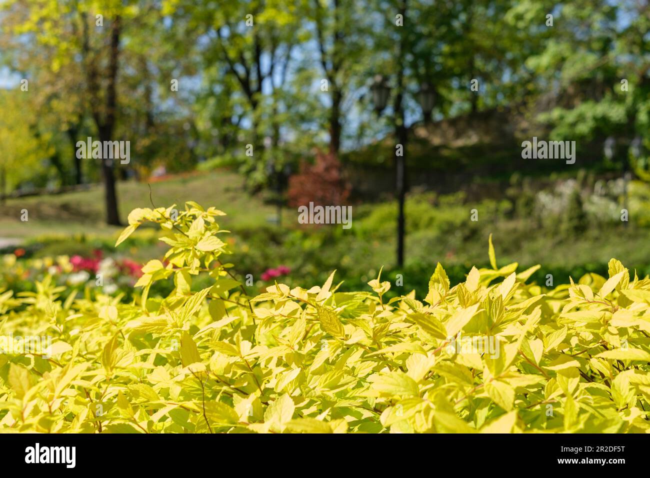 Spring bushes hi-res stock photography and images - Alamy