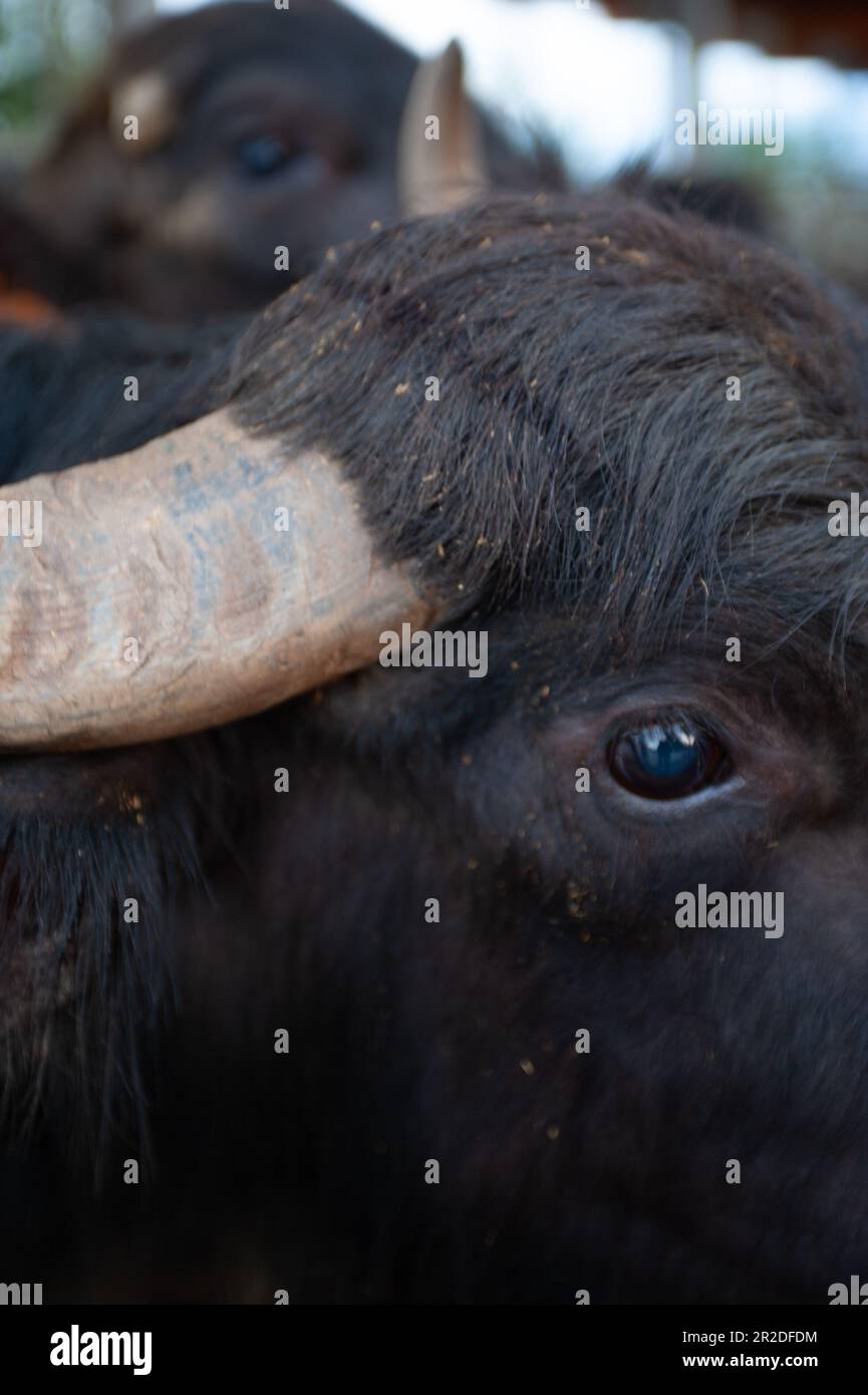 italian mediterranean buffalo breed farm specializing in the production ...