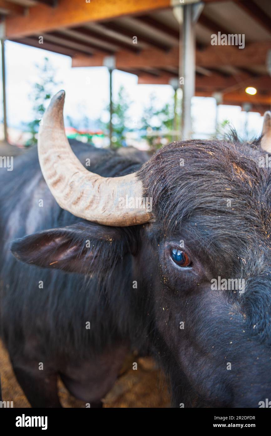 italian mediterranean buffalo breed farm specializing in the production ...