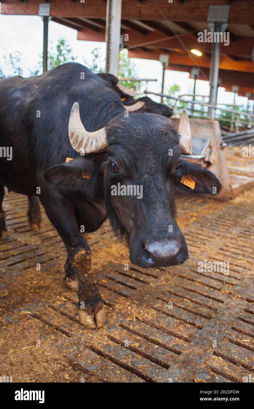 italian mediterranean buffalo breed farm specializing in the production ...