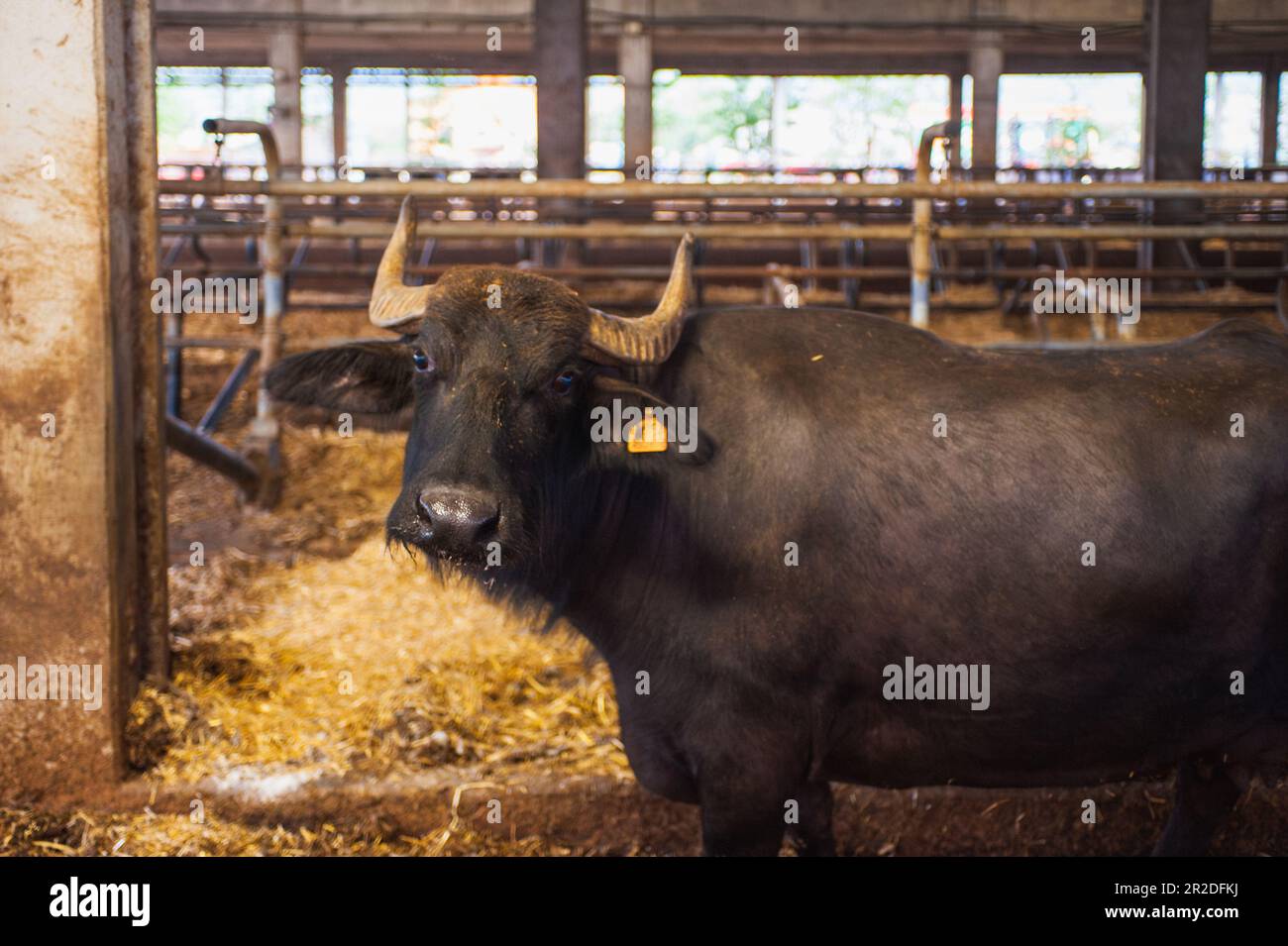 italian mediterranean buffalo breed farm specializing in the production ...