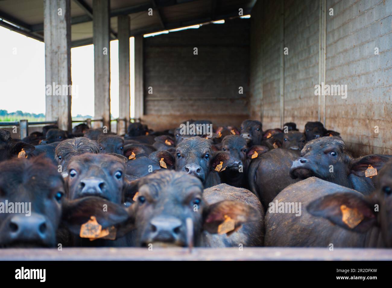 italian mediterranean buffalo breed farm specializing in the production ...