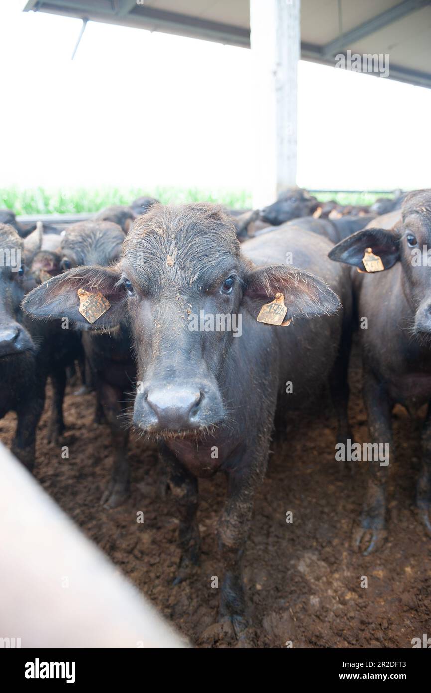 italian mediterranean buffalo breed farm specializing in the production ...