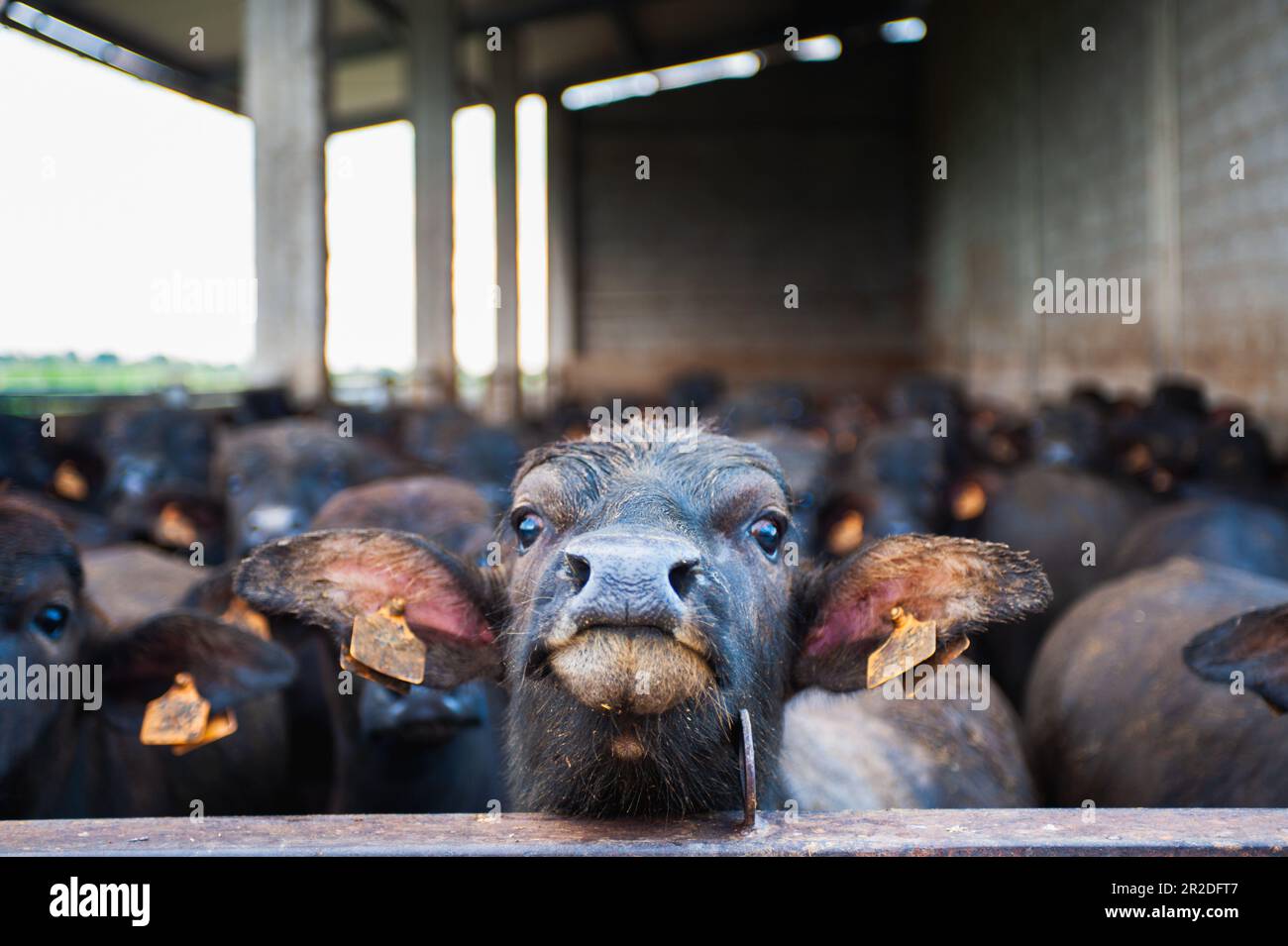 italian mediterranean buffalo breed farm specializing in the production ...