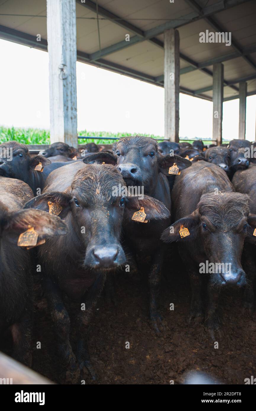 italian mediterranean buffalo breed farm specializing in the production ...