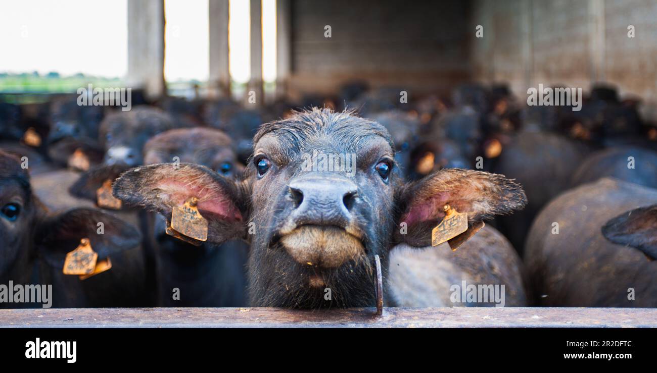 italian mediterranean buffalo breed farm specializing in the production ...
