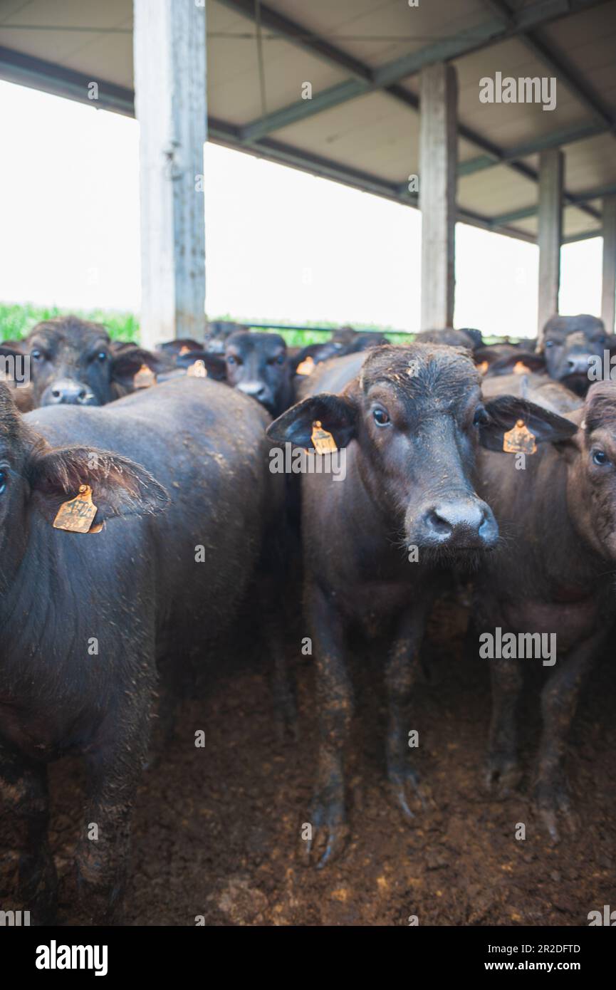 italian mediterranean buffalo breed farm specializing in the production ...