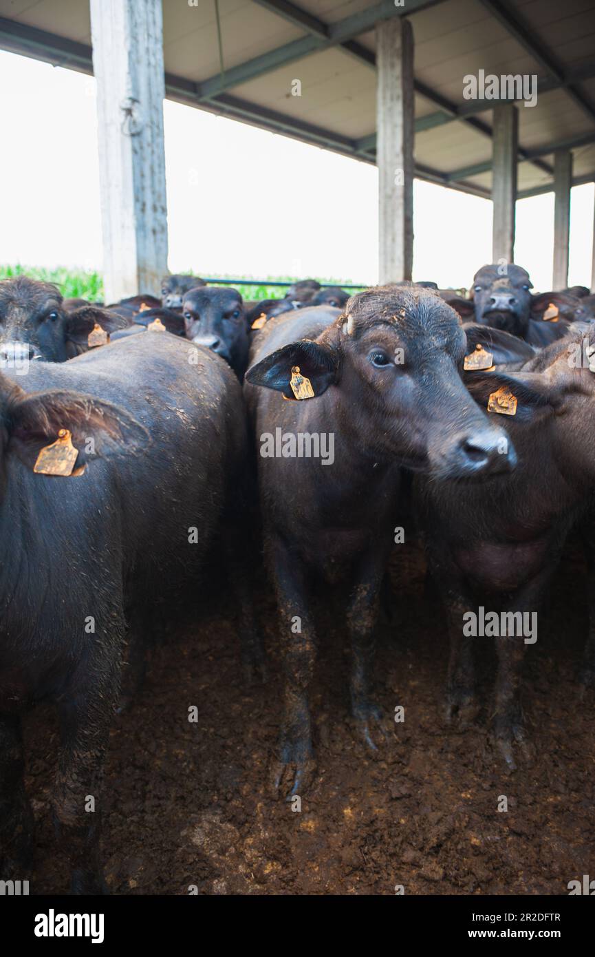 italian mediterranean buffalo breed farm specializing in the production ...