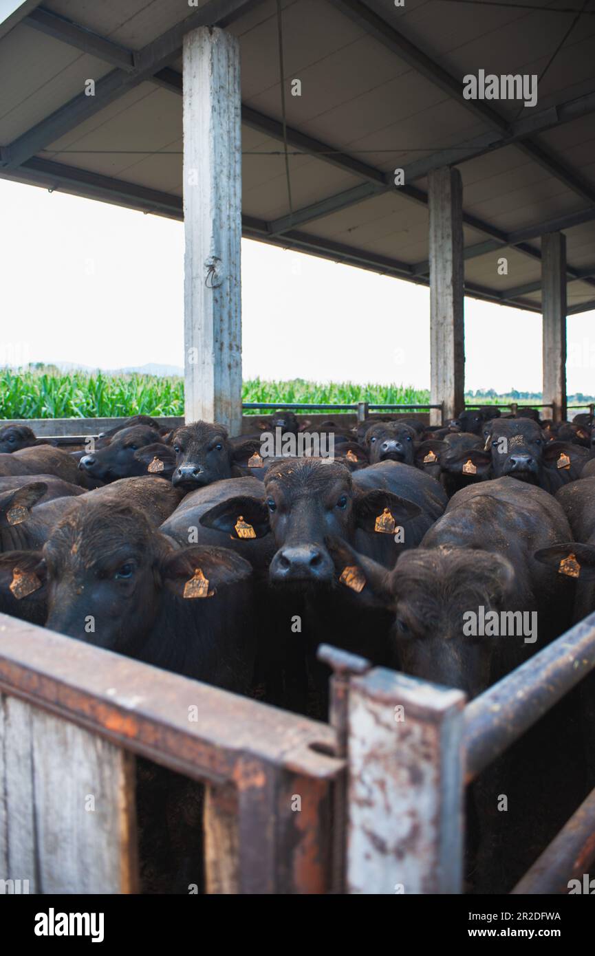 italian mediterranean buffalo breed farm specializing in the production ...